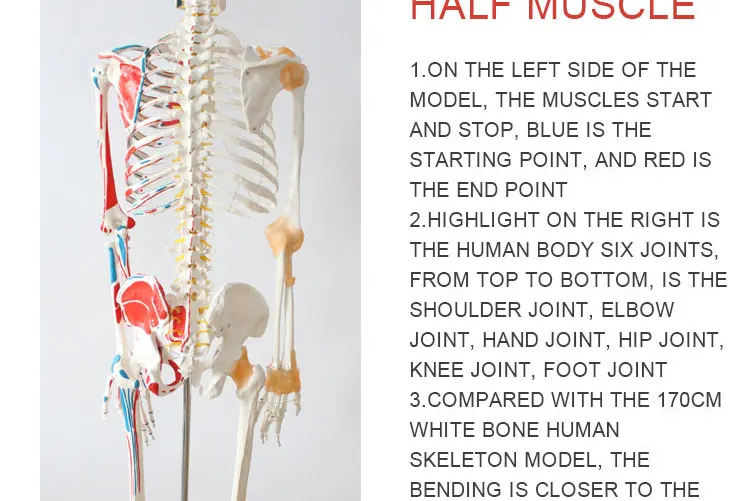 180cm Anatomical Skeleton Model - Medical Teaching Aid