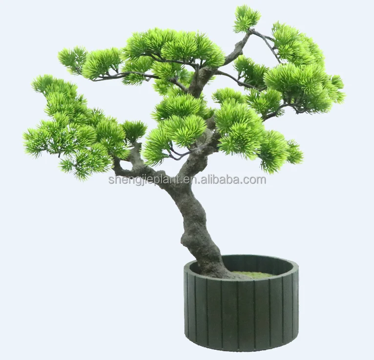 Potted Feng Shui Lucky Tree - Ornamental Boxwood Topiary