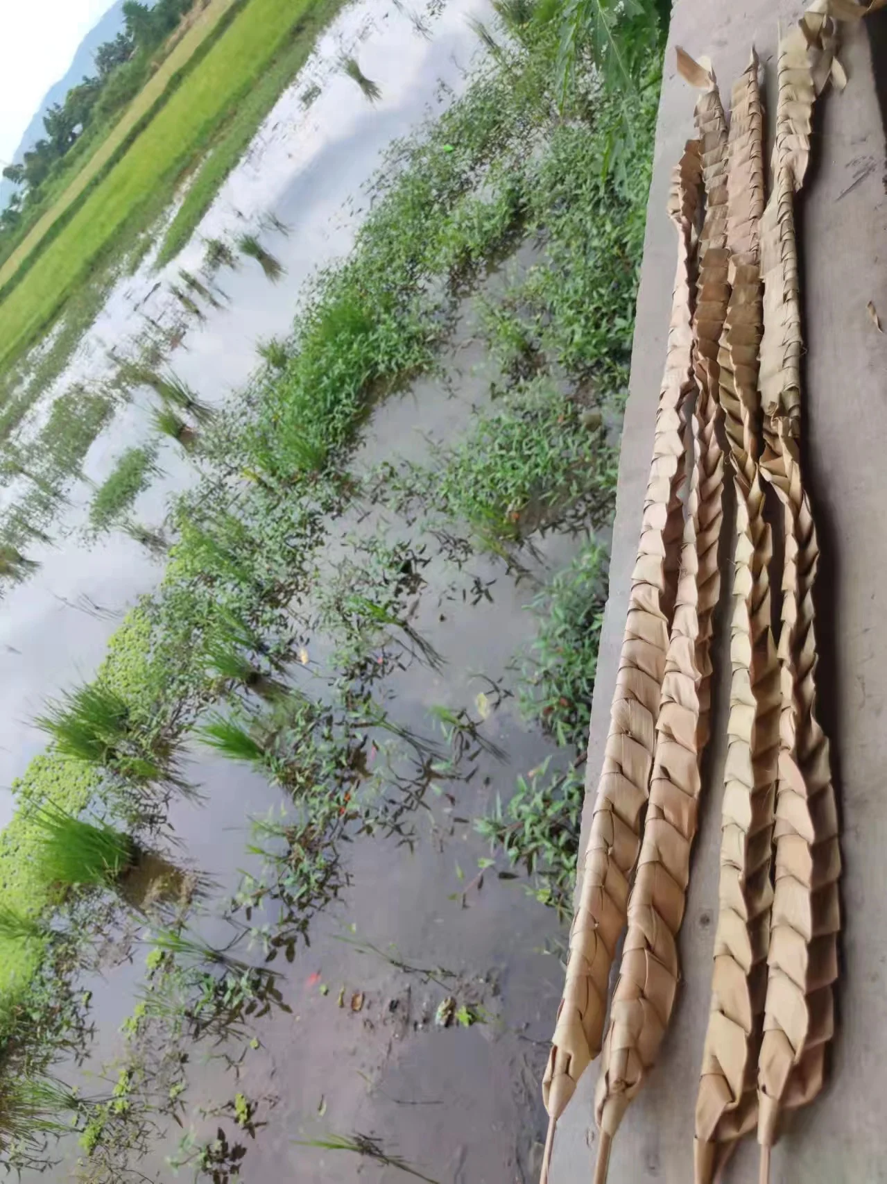 Home Use Decoration Dried Handmade Flower Make Of Nature Raffia Plant ...