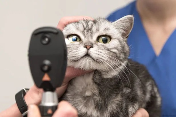 Veterinary Diagnostic Equipment: 3-in-1 Dog Ear Otoscope ...