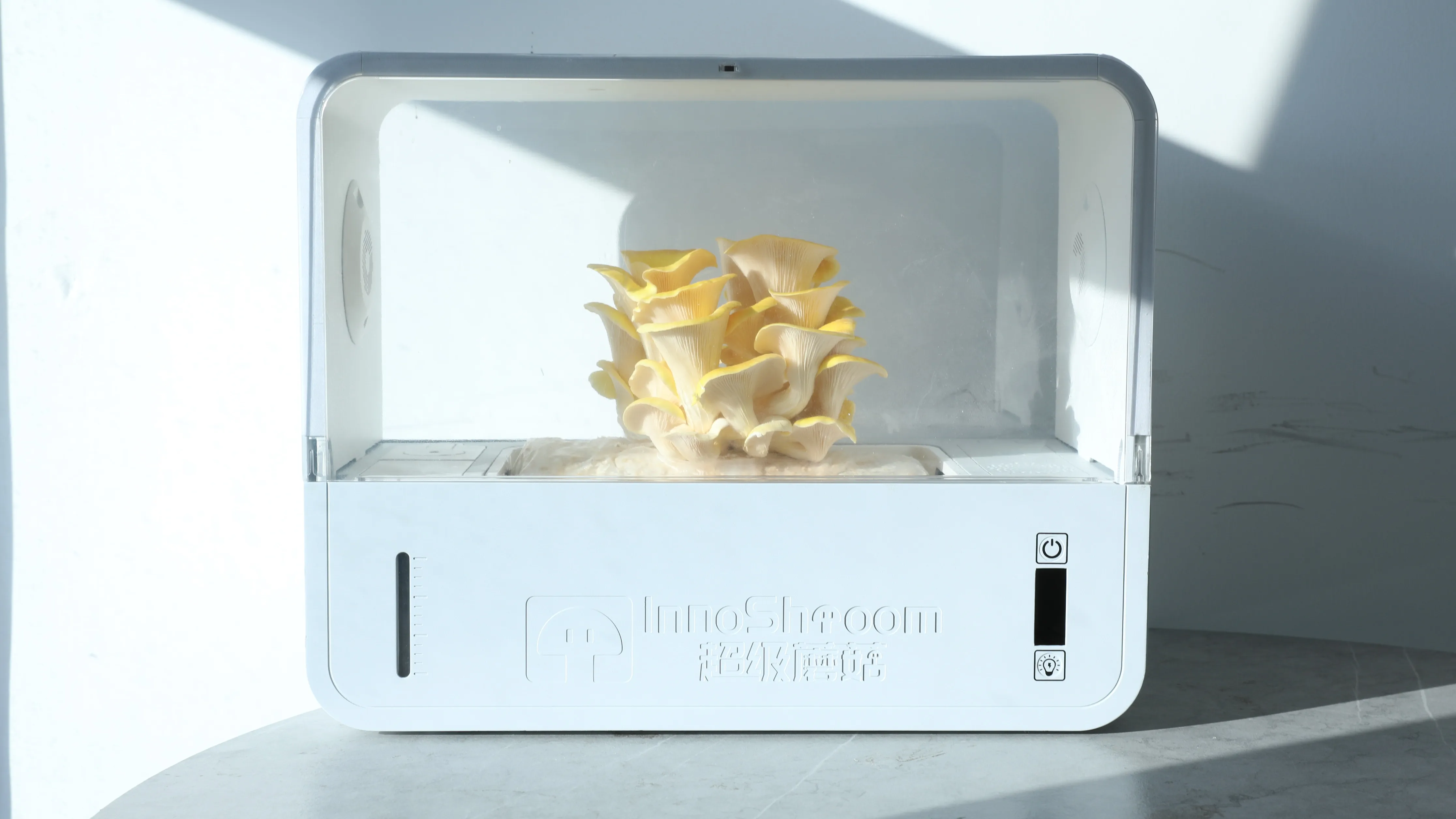 Mini Mushroom Greenhouse Growing Container Grow Box Humidity Regulator ...