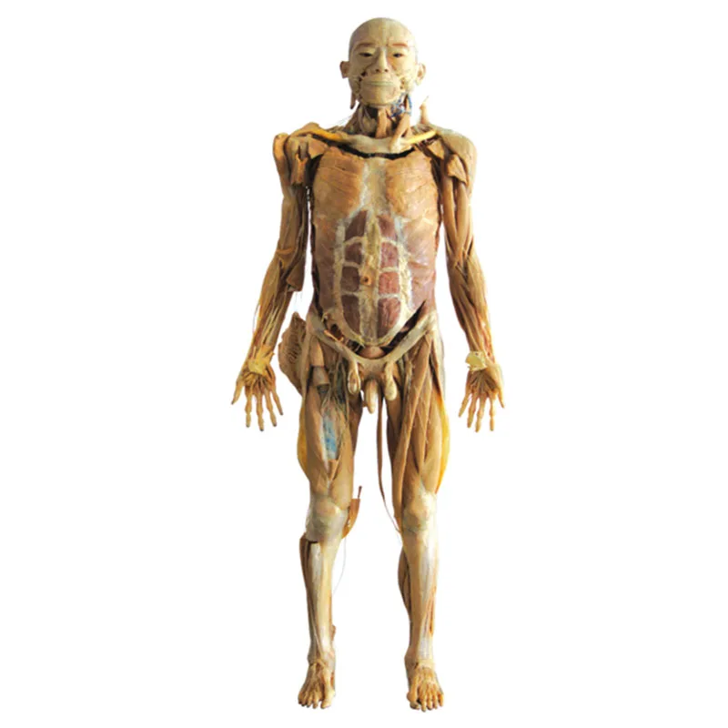 Medical Teaching Plastinated Specimen Silicone Specimen Plastination Of ...