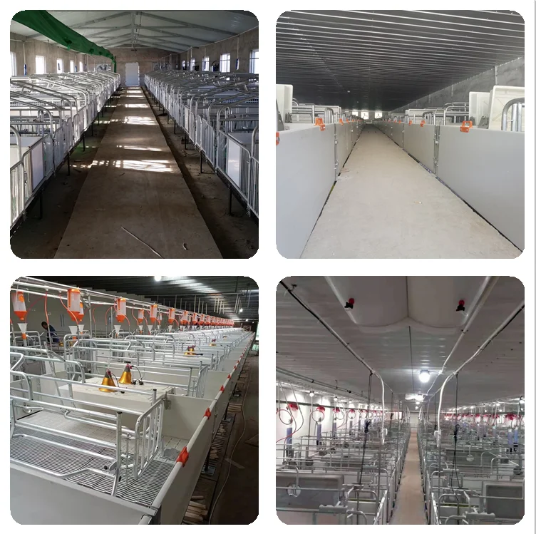 Automatic Pig Feeding Equipment - Efficient & Reliable
