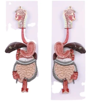 Medical Science Human Digestive System Anatomy Simulator Anatomical ...