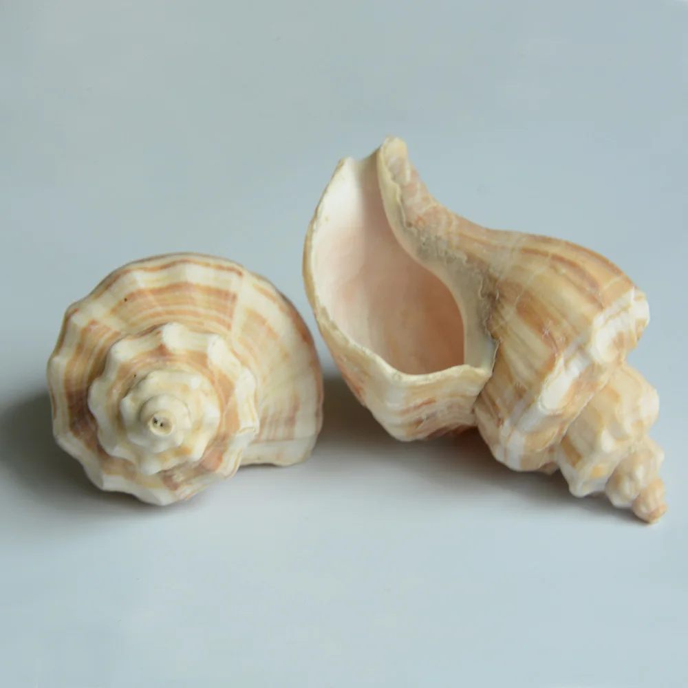 Natural Seashell Conch Shell For Sale Home Decoration And Jewelry ...