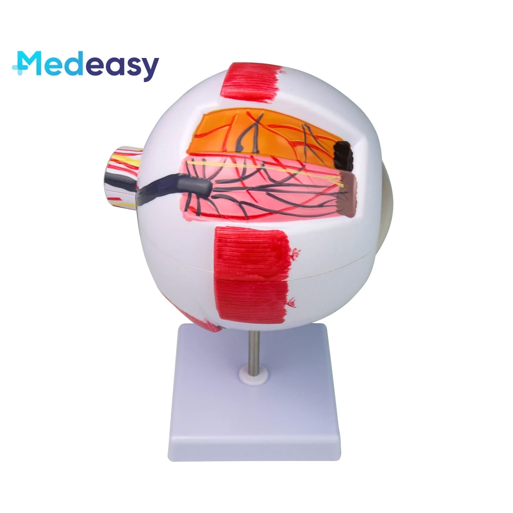 Human Eye Model 6x Magnified Eyeball Model, Eye Structure and Anatomy ...