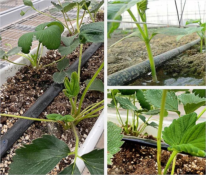 Agricultural Drip Irrigation Belt Pipe Canopy Planting Watering ...