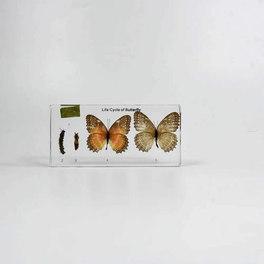 Life Cycle of Butterfly Resin Specimen Clear Insect Block Specimen ...