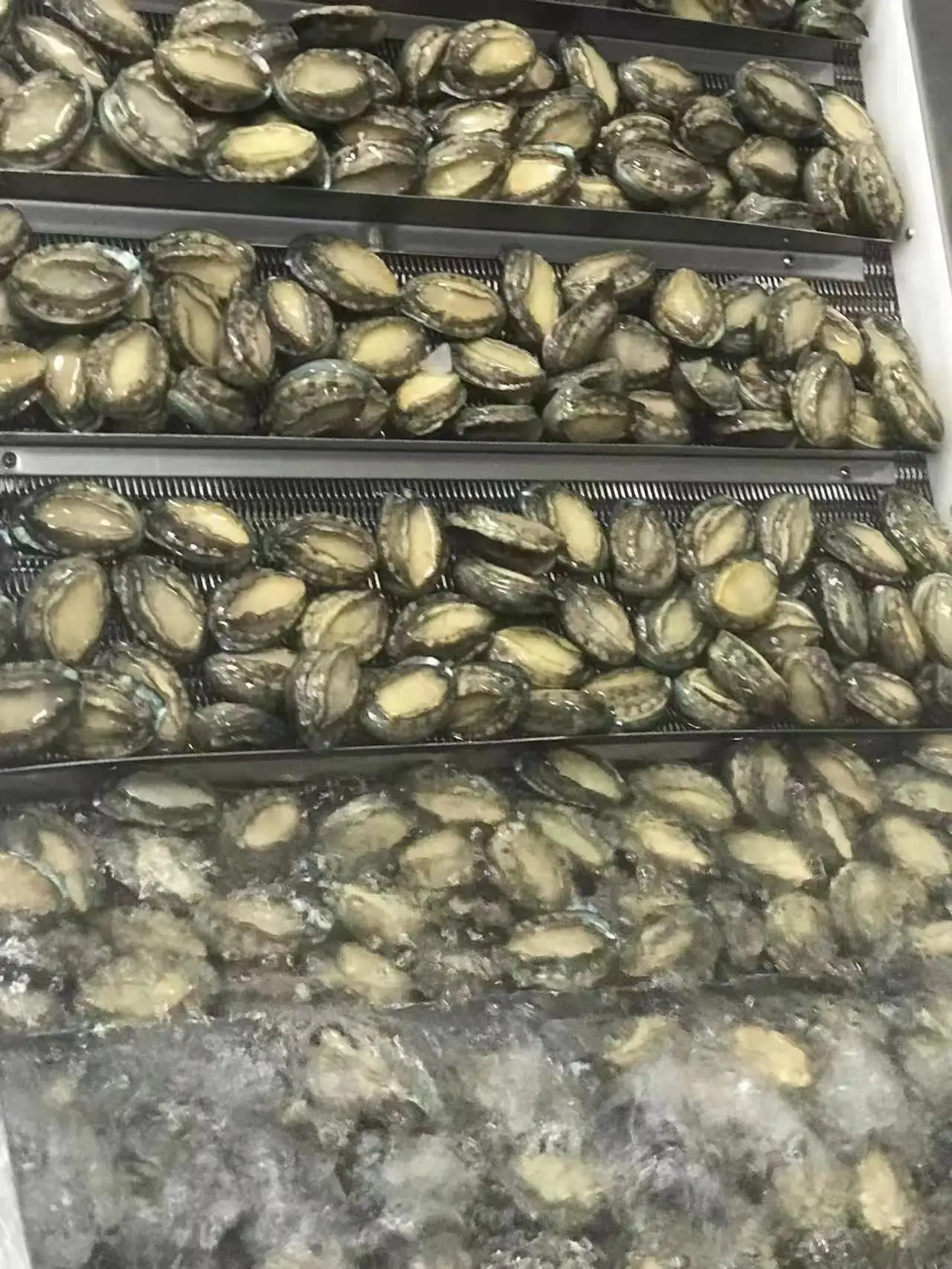 Wholesale Seafood Food Natural Frozen Whole Abalone In Shells For ...