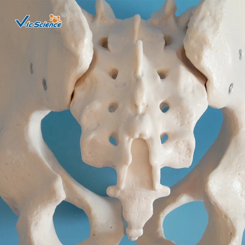 Adult Male Pelvis Pelvis Skeleton Model Pelvis Model - Buy Pelvis ...