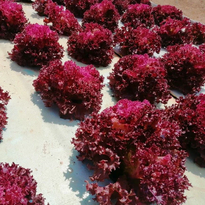 Floating Farming Raft House Equipment for DWC Planting