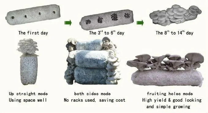 Mushroom Growing Equipment - High Productivity Solutions