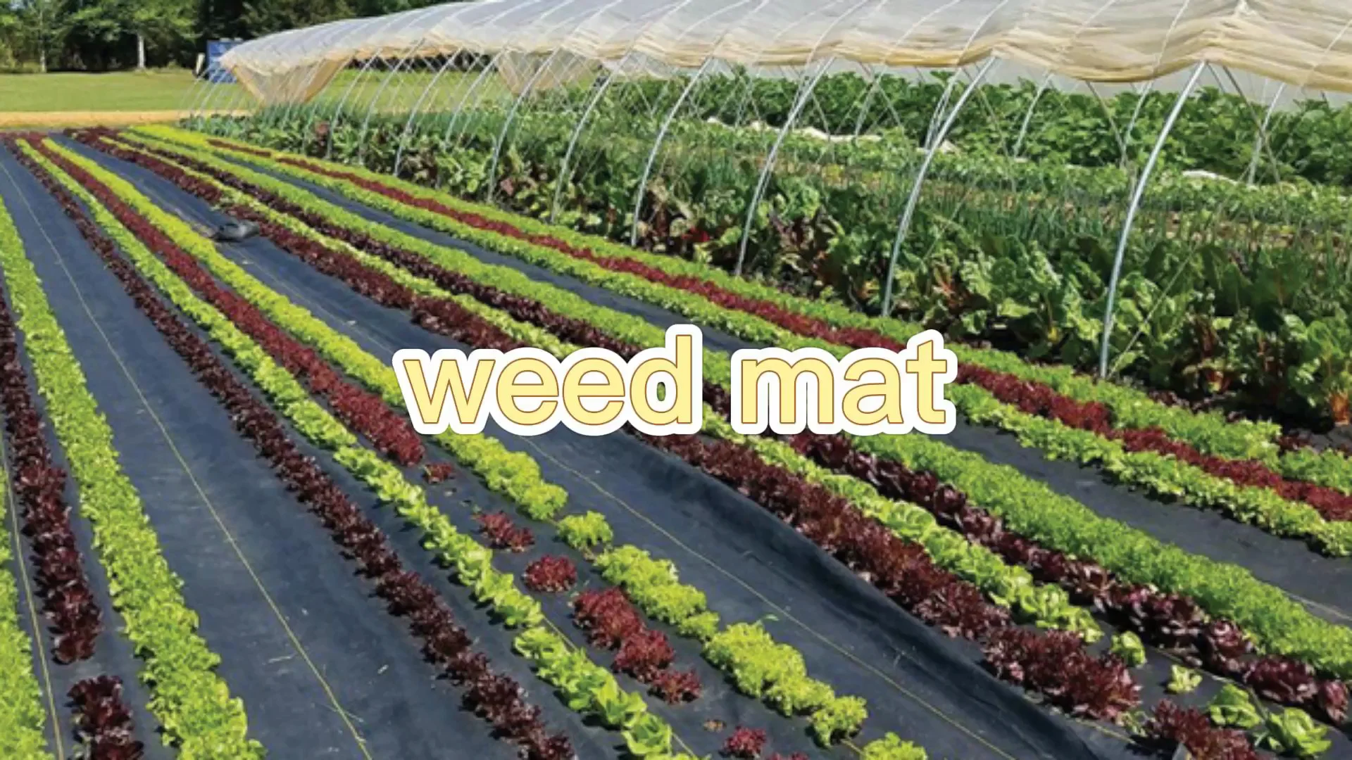 100gsm Pp/pe Woven Nonwoven Non-woven Agricultural Vegetable Garden ...