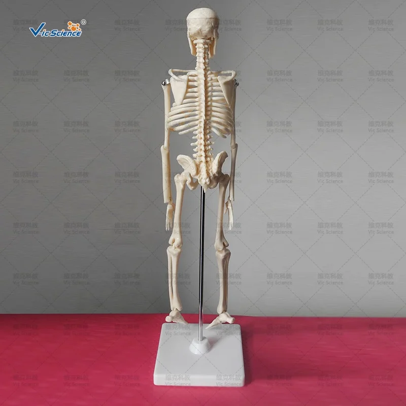 Alibaba.com: Mini 45cm human anatomical skeleton model for children ...