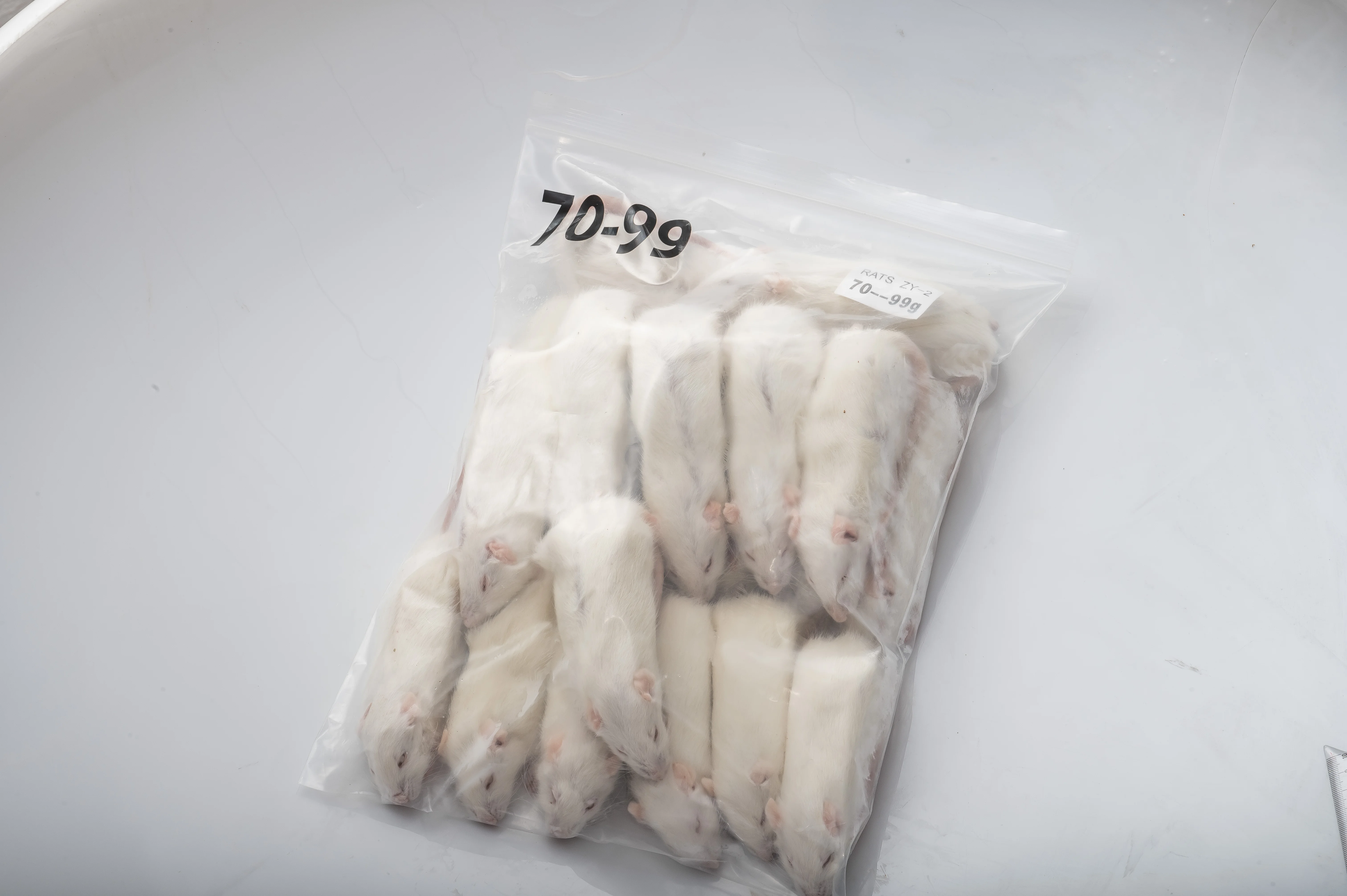 Pinky Mice for Pet Snakes, Lizards, Frogs, Turtles, Crocodiles, Foxes ...