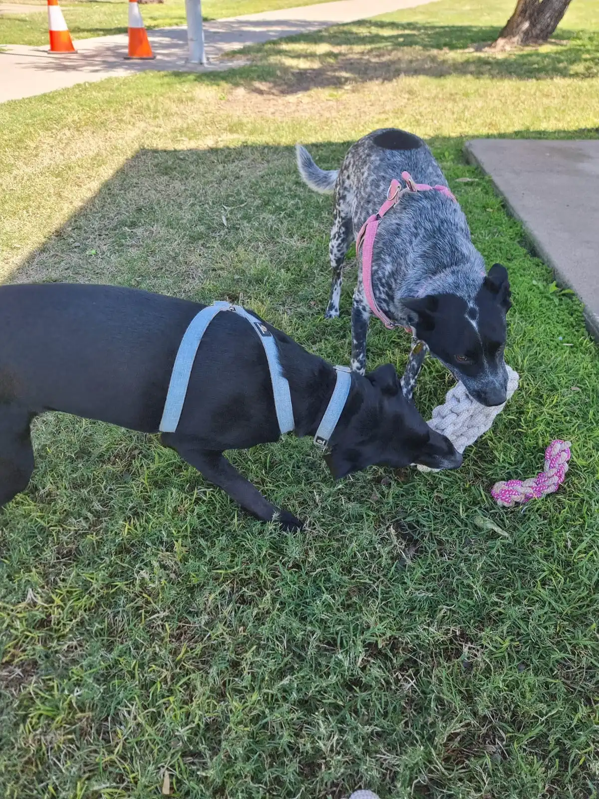 100% Cotton Hemp Dog Poop Bag Holder - Durable & Eco-friendly