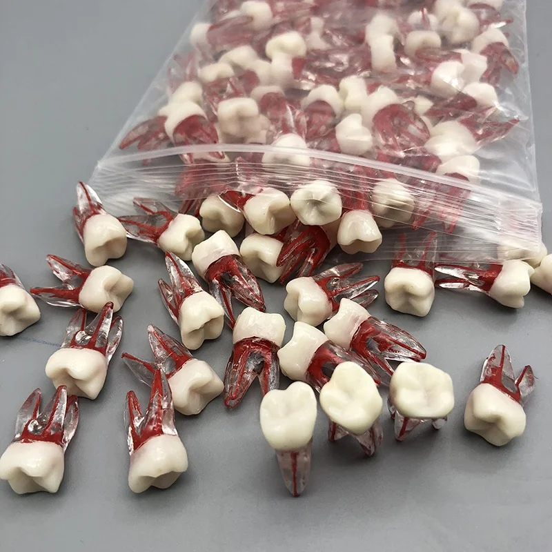 Endo Training Model - Detailed Anatomy for Practice