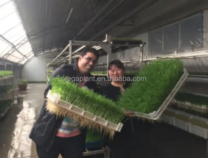 High-output Bean Sprout Machine - Efficient Fodder Growth