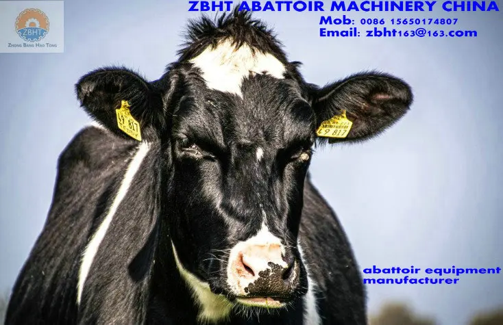 Kosher Koe Slachten Apparatuur Of Halal Koe Vlees Slager Abattoir ...