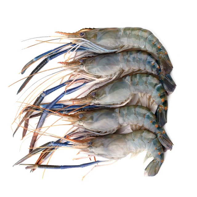 Frozen Raw Fresh Water Prawn High Quality Frozen Seafood Exported Grade ...