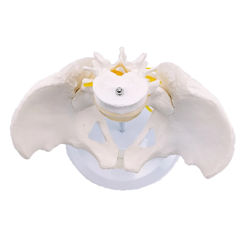 PVC Human Pelvic Bone Anatomy Model Medical Science Teaching Resource ...