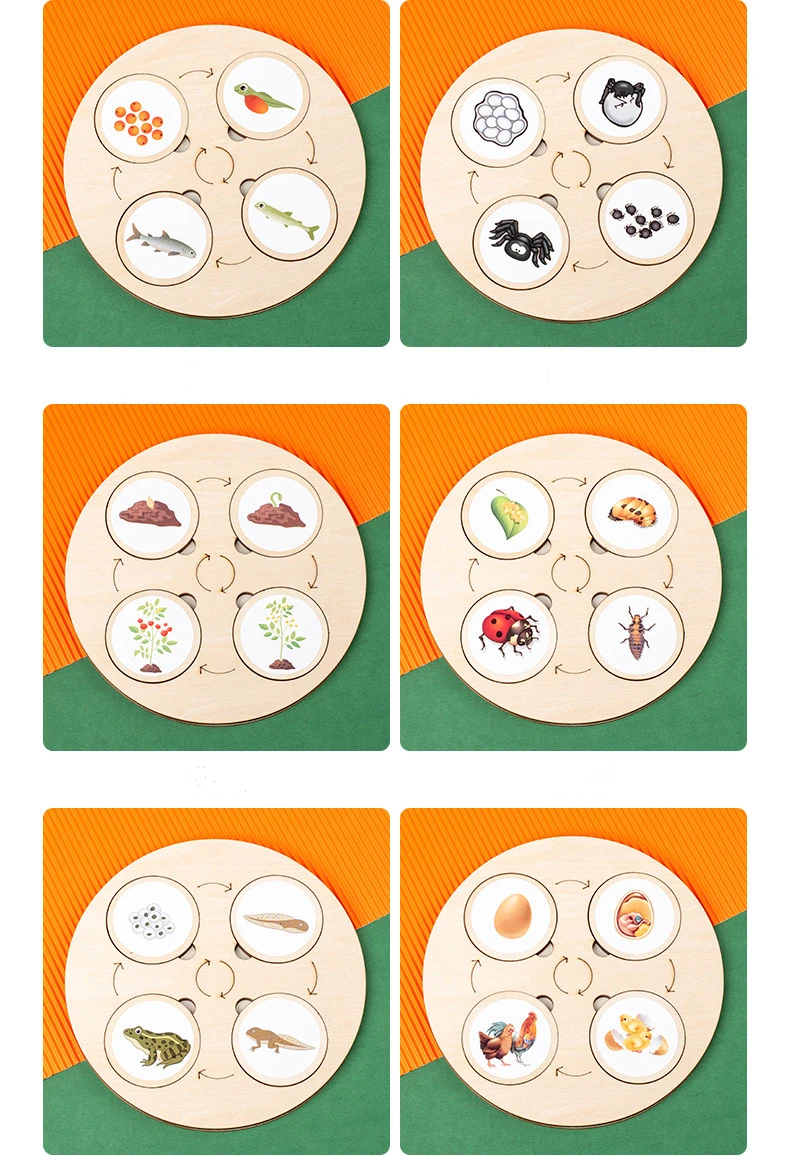 Wooden Life Cycle Tray - Montessori Material for Learning