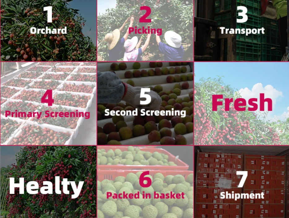 Fresh Sweet Fruit Litchi Not Lychee Can Food Fei Zi Xiao Litchi - Buy ...