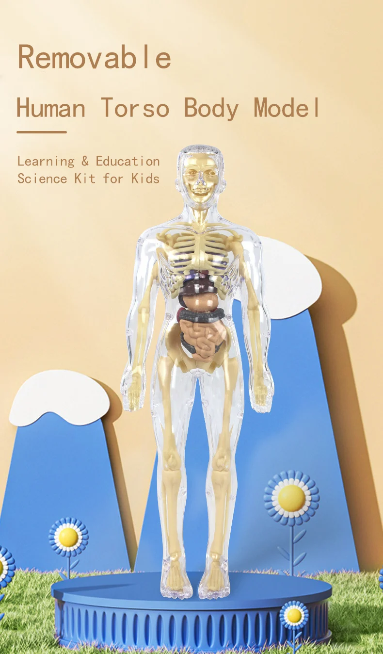 Early Educational Human Body Parts Science Kit for Kids