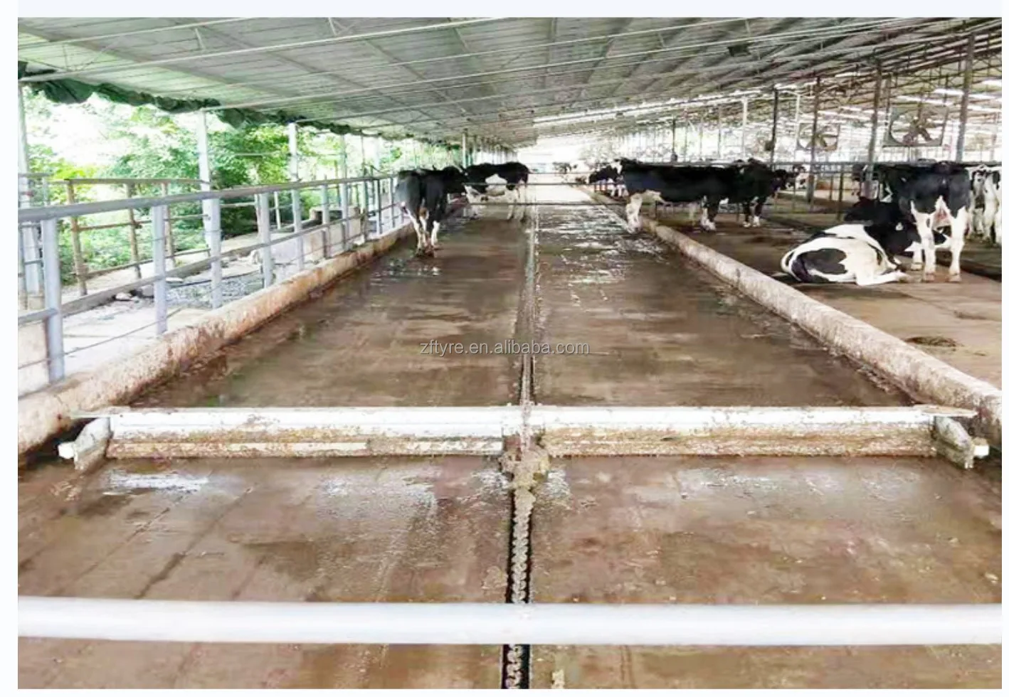 Fully Automatic Manure Cleaning System Dung Scraper Machine for Farm ...