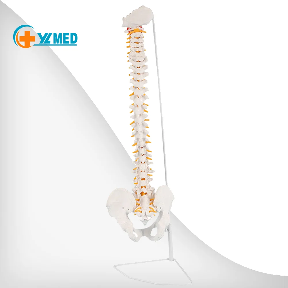 Life-Size Anatomical Models Spine Pelvis Femoral Head PVC Spinal Nerves ...
