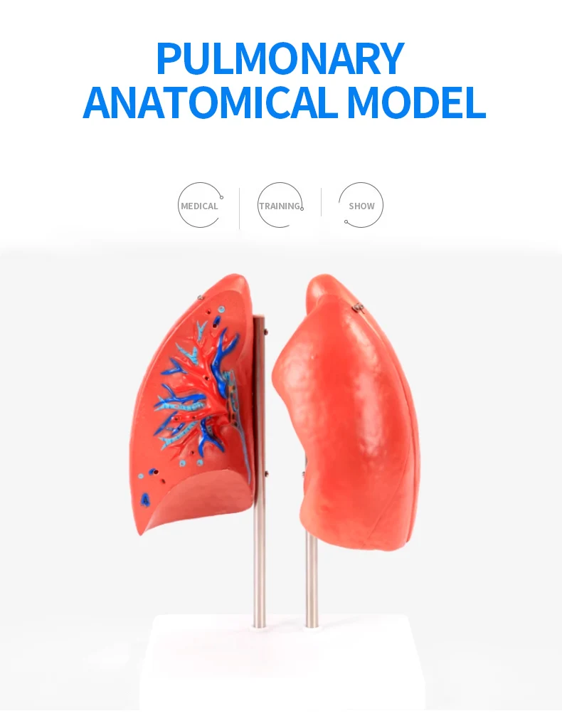 Detachable Human Anatomy Lung Anatomical Model - Buy Lung Anatomical ...