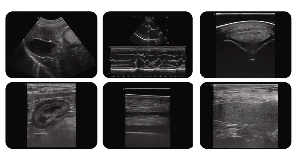 Sonoscape Veterinary Ultrasound Machine E1v for Vet Color Doppler ...