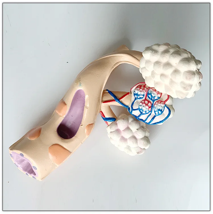 Human Smoking Lung Pulmonary Alveolar Pathology Teaching Model Smoking ...