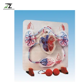 Medical Science Manual Hydraulic Blood Circulation Simulator For ...