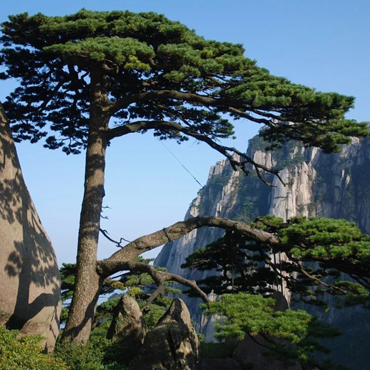 Artificial Cedar Pine Trees Small Artificial Pine Tree Pine Artificial ...