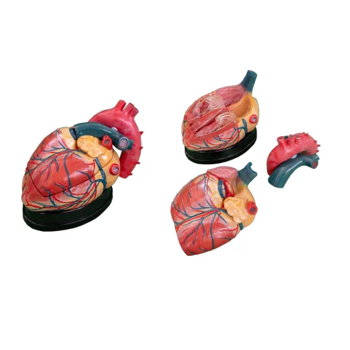 Enlarged Human Heart Model - Detachable Anatomy Teaching Tool
