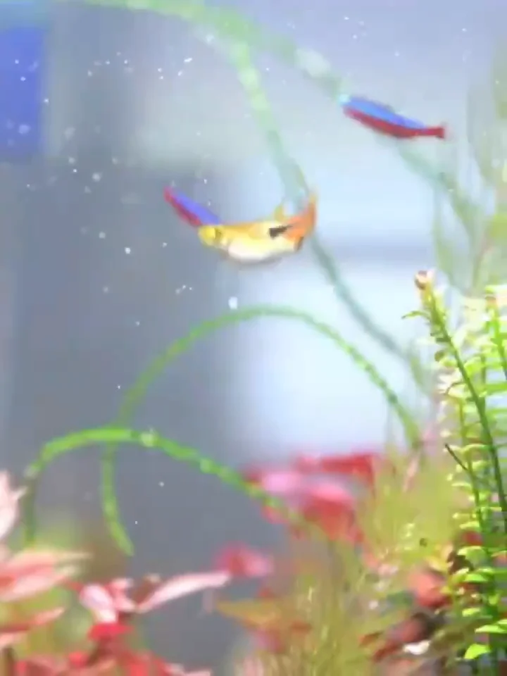 Artemia Shrimp Larvae Feed Water Lice Aquarium Juvenile Fish Food Small ...