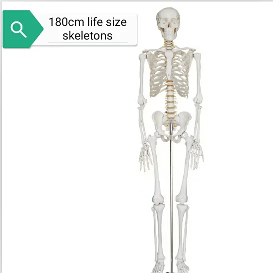 Alibaba.com: 180 cm Life Size Human Skeleton PVC Plastic Bone Model for ...