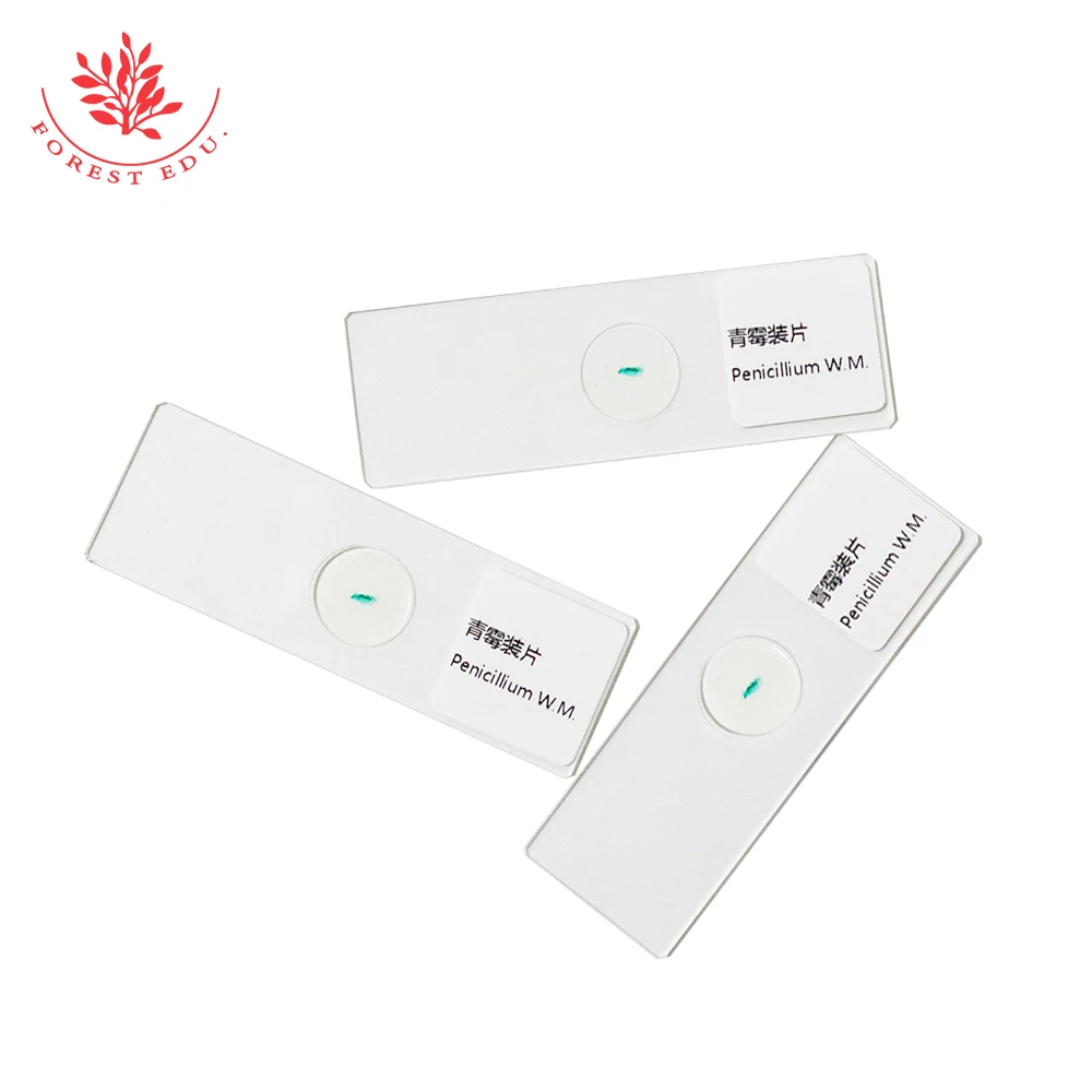 Forest Biology Teaching Penicillium Microscope Slide Microbial And ...