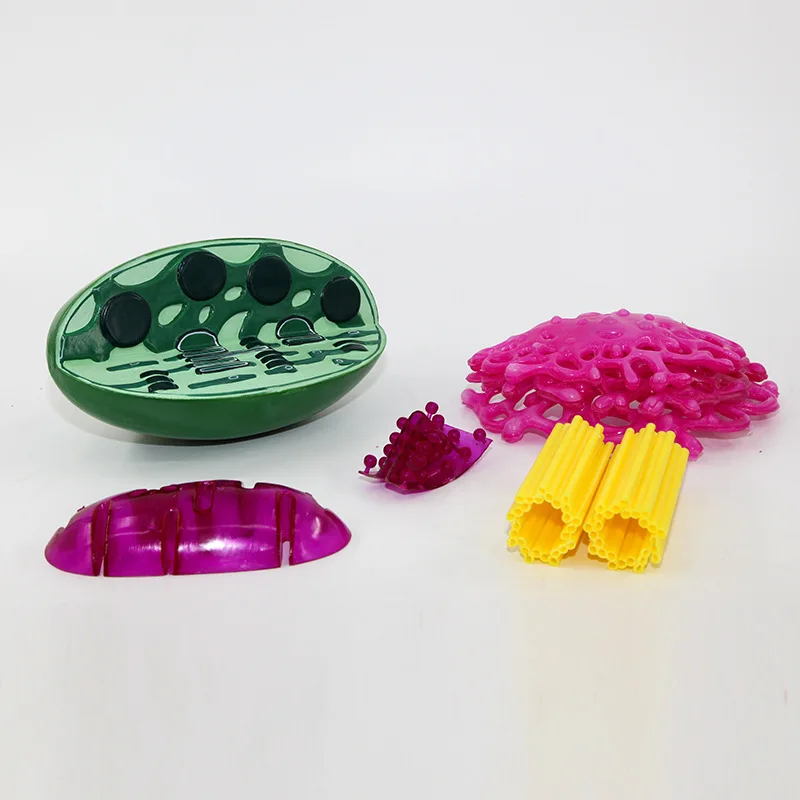Biology Model Educational 6-Part Plant Anatomy Cell Organs Display for ...
