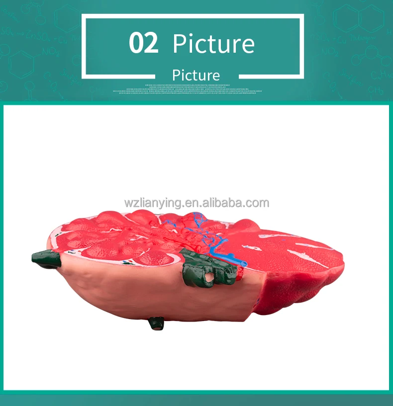 Plastic Human Anatomy Lymphatic Structure Model - Buy Lymphatic ...