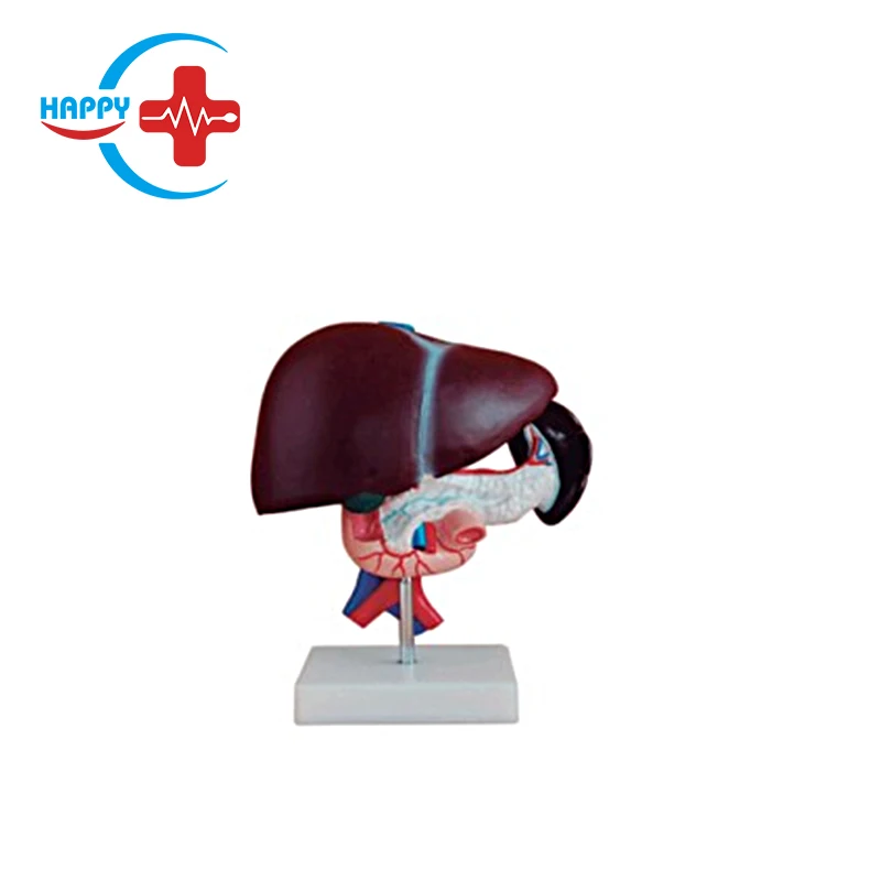 Hc-s252 Hepatopancreatic Duodenum Model Anatomy Model Educational - Buy ...