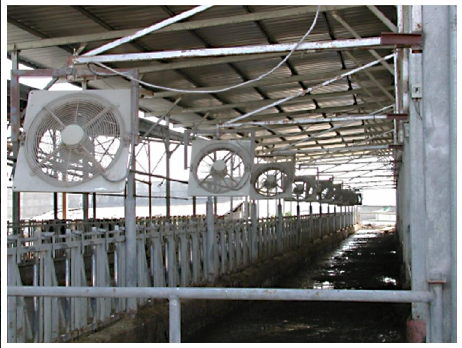 Cow Cooling/dairy Cooling Fan - Efficient Cattle System