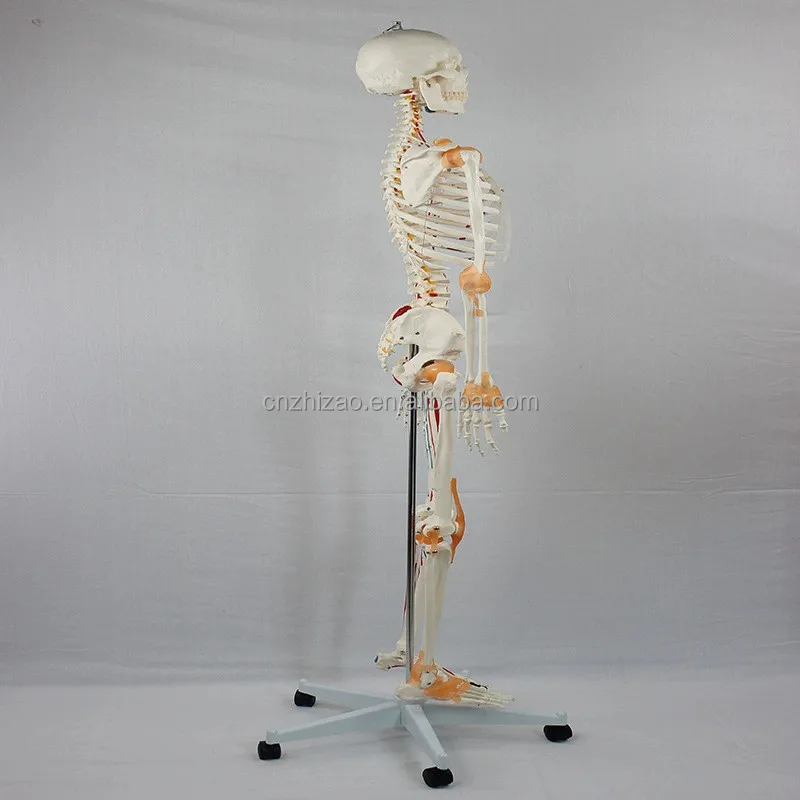Life-sized Human Skeleton Simulator for Anatomy Education