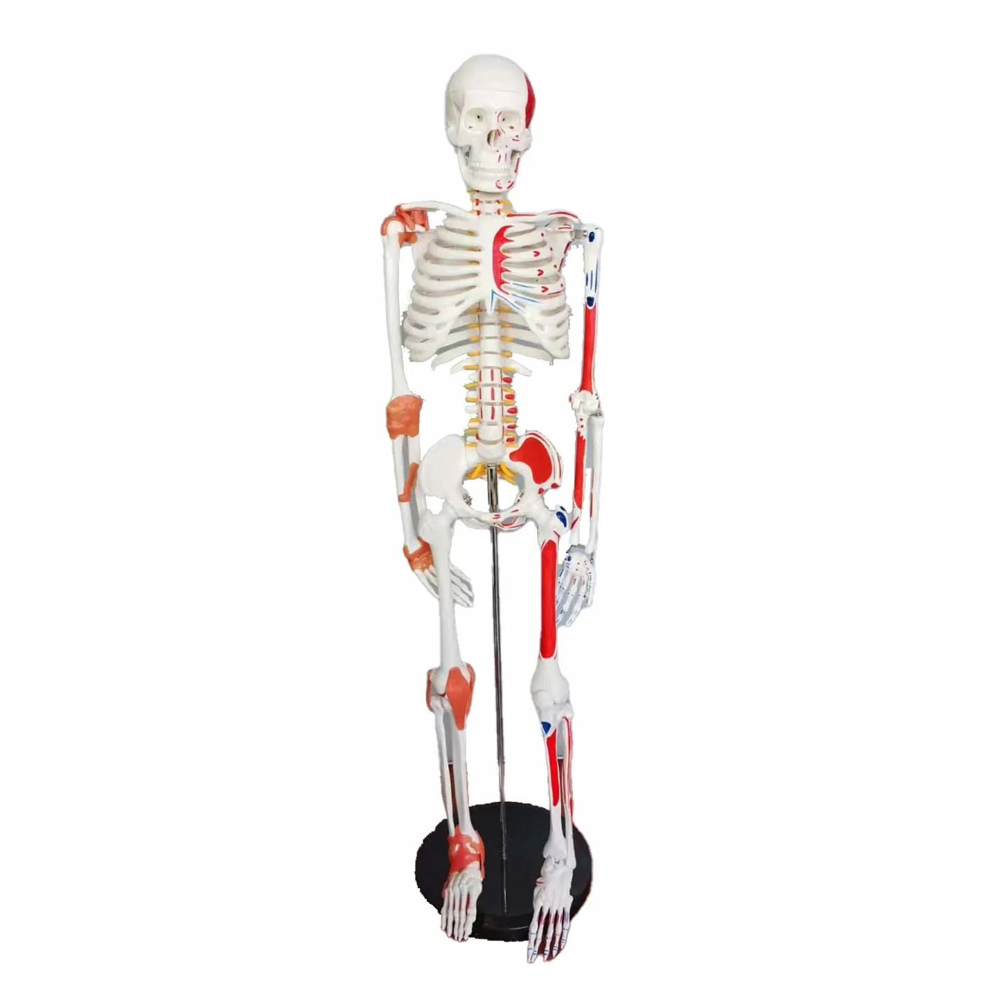 85cm Medical Human Model Skeleton With Neurovascular Model For Human ...