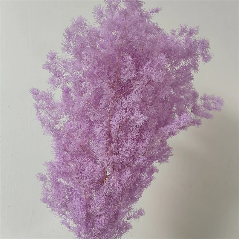 High Quality Natural Ming Fern Preserved Asparagus Myriocladus Flowers ...