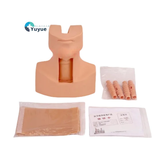 Life-size Lung Anatomy Model for Medical Education - YUYUE