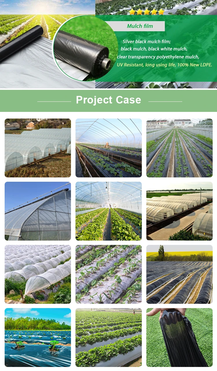 100% Pe Transparent Plastic Agricultural Mulch Film - Buy Mulch Film ...