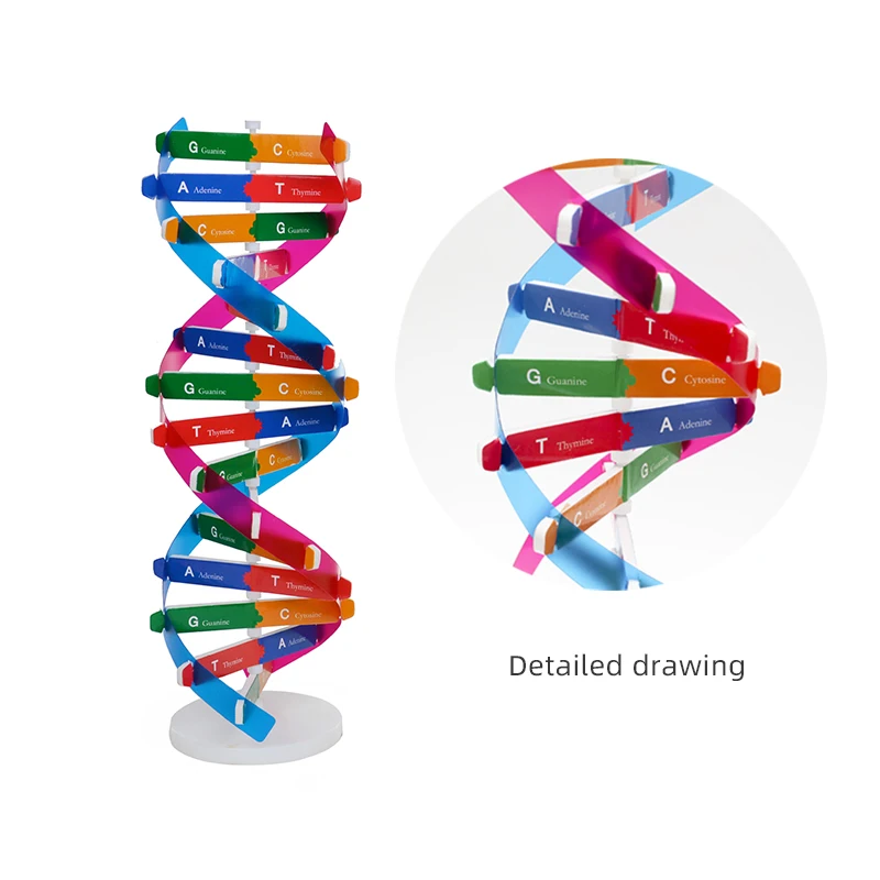 Dna Diagram For Kids