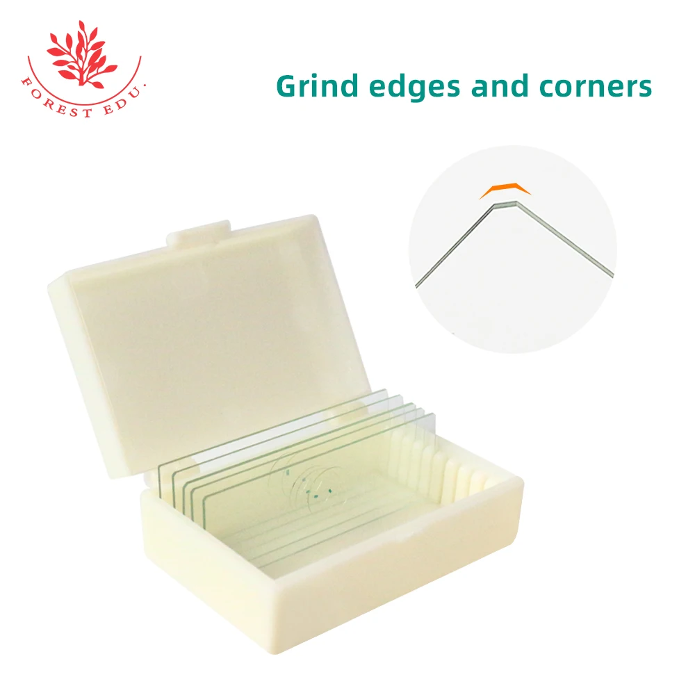 Broad Bean Leaf Lower Epidermis Microscope Slides - Forest